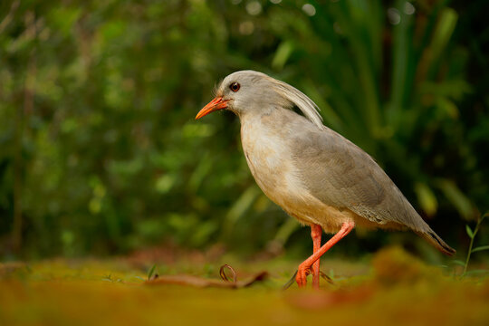 Kagou Images – Browse 20 Stock Photos, Vectors, and Video | Adobe Stock