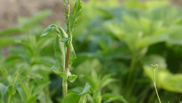 Sourgrass Bilder – Durchsuchen 9,899 Archivfotos, Vektorgrafiken und ...
