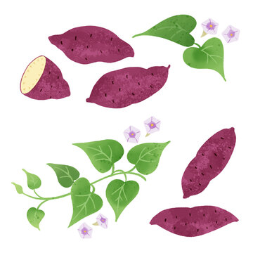 Sweet Potato Plant Clipart