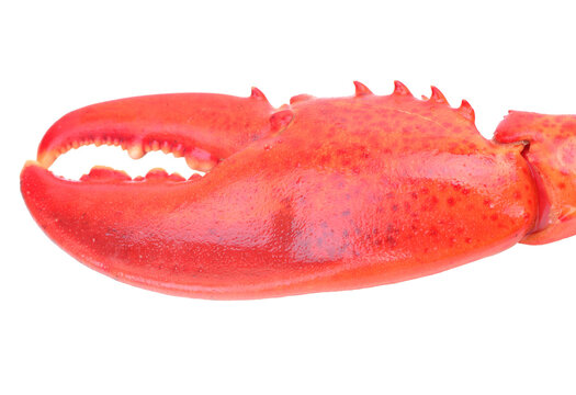 Hummerkrabben Bilder – Durchsuchen 65,618 Archivfotos, Vektorgrafiken ...