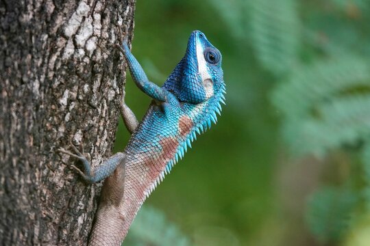 Calotes Mystaceus
