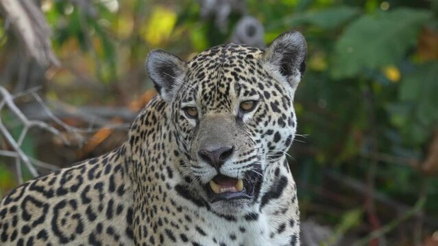 Matto Images – Browse 3,035 Stock Photos, Vectors, and Video | Adobe Stock