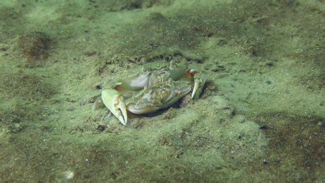 Portunus bilder – Bläddra bland 1,044 stockfoton, vektorer och videor ...