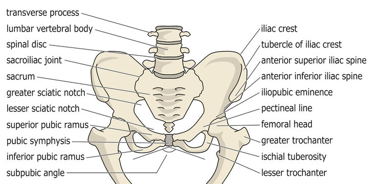 Ramus Superior Ossis Pubis"」の写真素材 | 62件の無料イラスト画像 | Adobe Stock