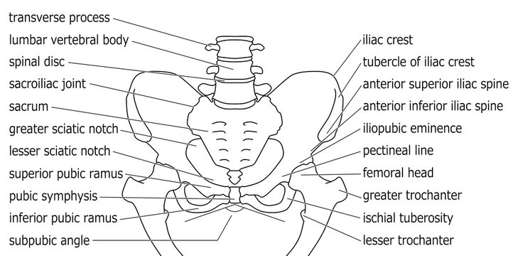 "Psoas Major" Bilder – Durchsuchen 996 Archivfotos, Vektorgrafiken und ...