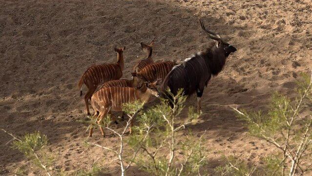 Bongo Nyala