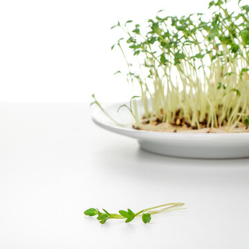 Garden-Cress Images – Browse 8,535 Stock Photos, Vectors, and Video ...