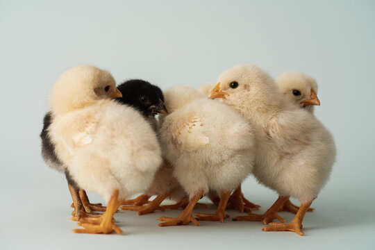 Kyckling bilder – Bläddra bland 3,263,871 stockfoton, vektorer och ...