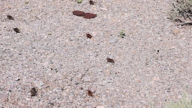 "Mormon Cricket" Bilder – Durchsuchen 143 Archivfotos, Vektorgrafiken ...