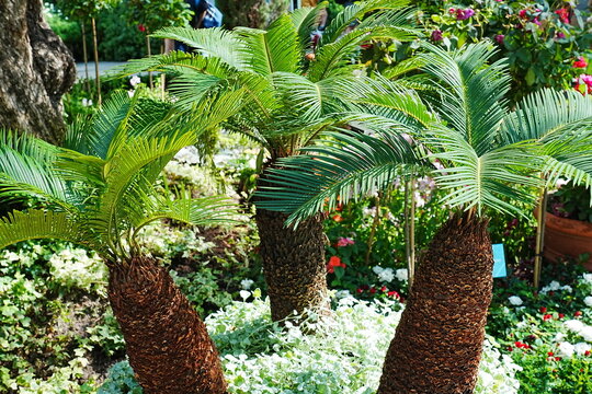 Zamiaceae Images – Browse 287 Stock Photos, Vectors, and Video | Adobe ...