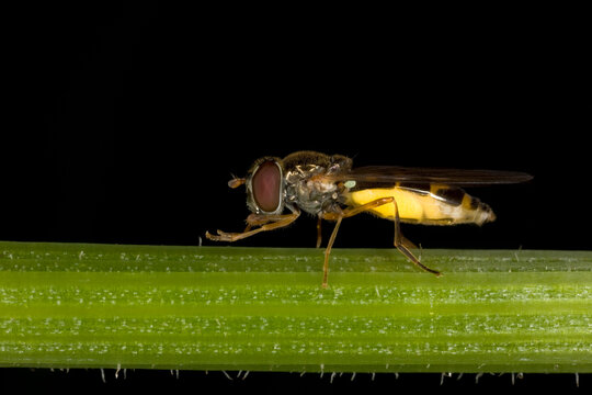 "Syrphid Fly" Images – Browse 29,463 Stock Photos, Vectors, and Video ...