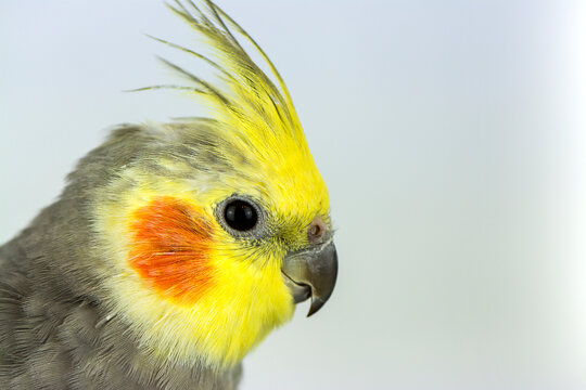 Calopsite Images – Browse 38 Stock Photos, Vectors, and Video | Adobe Stock