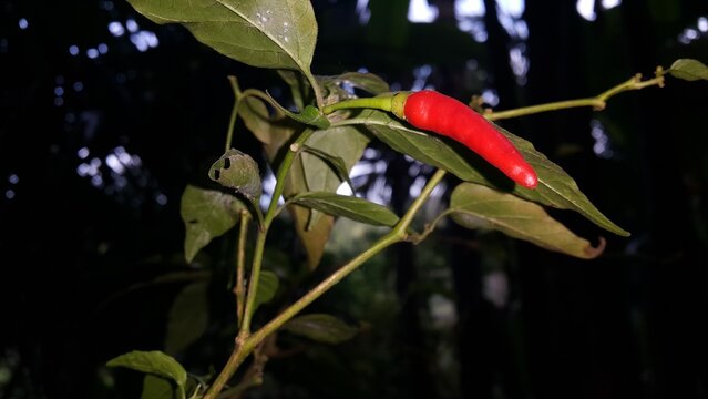 "Chilli Plant" Bilder – Durchsuchen 150 Archivfotos, Vektorgrafiken und ...