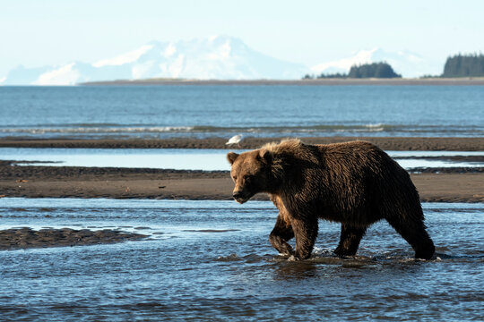 Tom photos, images, assets | Adobe Stock