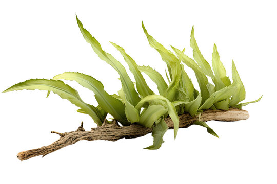 Mycedium Images – Browse 41 Stock Photos, Vectors, and Video | Adobe Stock