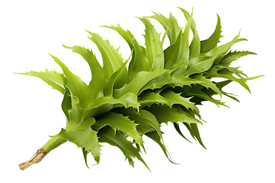 Mycedium Images – Browse 41 Stock Photos, Vectors, and Video | Adobe Stock