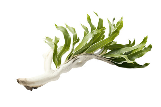 Mycedium Images – Browse 41 Stock Photos, Vectors, and Video | Adobe Stock