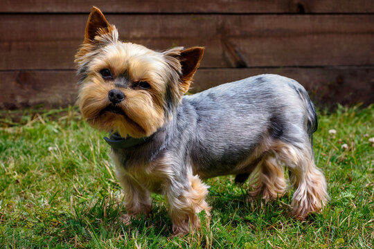 Willingly Images – Browse 545 Stock Photos, Vectors, and Video | Adobe ...