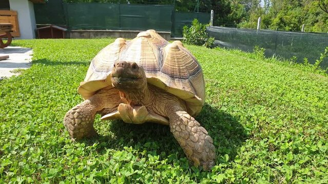 Angry Turtle Images – Browse 4,962 Stock Photos, Vectors, and Video ...