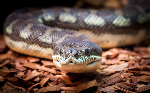"Carpet Python" Images – Browse 923 Stock Photos, Vectors, and Video ...