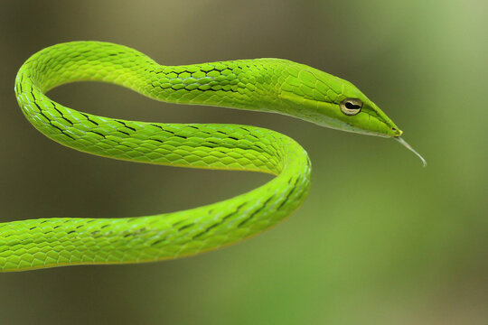 Green Vine Snake Drawing