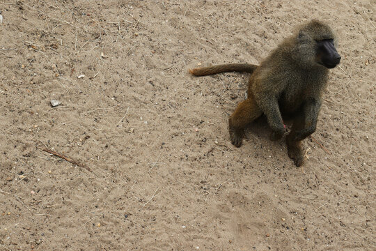 Pawian Bilder – Durchsuchen 249 Archivfotos, Vektorgrafiken und Videos ...