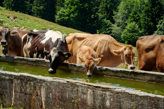 Palot Images – Browse 35 Stock Photos, Vectors, and Video | Adobe Stock