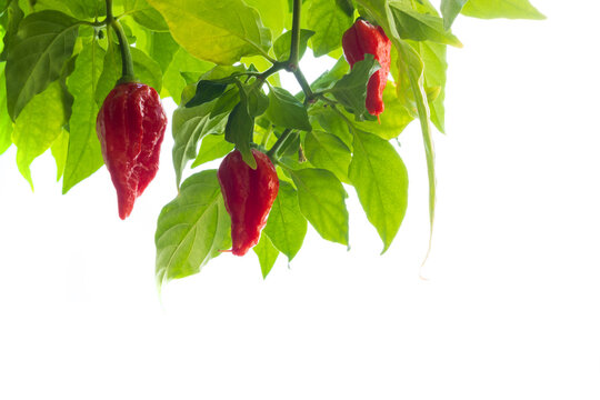 "Bhut Jolokia" Bilder – Durchsuchen 427 Archivfotos, Vektorgrafiken und ...
