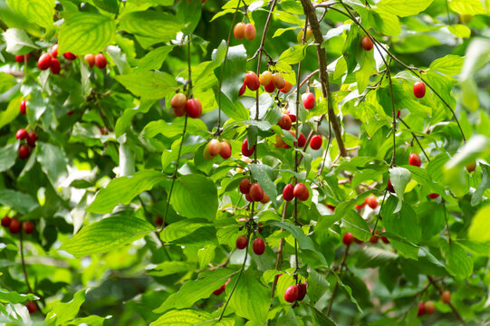 Dogberry-Tree-Bilder: Stock-Fotos & -Videos. | Adobe Stock