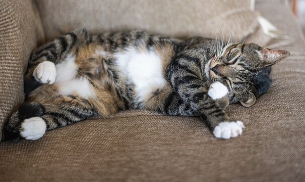 Female Cat Models Cat Modelling Agency | Free Quotes | The Animal