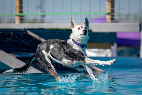 Dog Diving Into A Pool