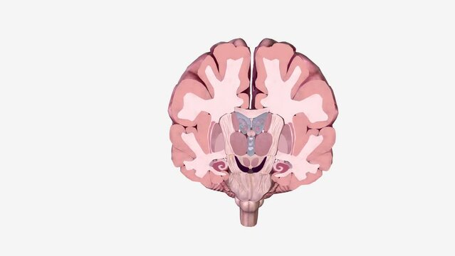 Coronal Section Brain Images – Browse 97 Stock Photos, Vectors, and ...