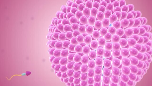 "Corona Radiata" Images – Browse 133 Stock Photos, Vectors, and Video ...