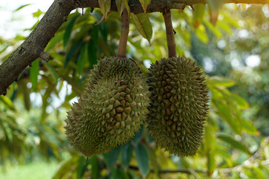 "Monthong Durian" Images – Browse 194 Stock Photos, Vectors, and Video ...