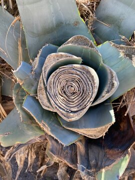 Pitaco Images – Browse 16 Stock Photos, Vectors, and Video | Adobe Stock