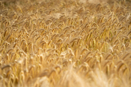 Reifes Images – Parcourir 1,014 le catalogue de photos, vecteurs et ...