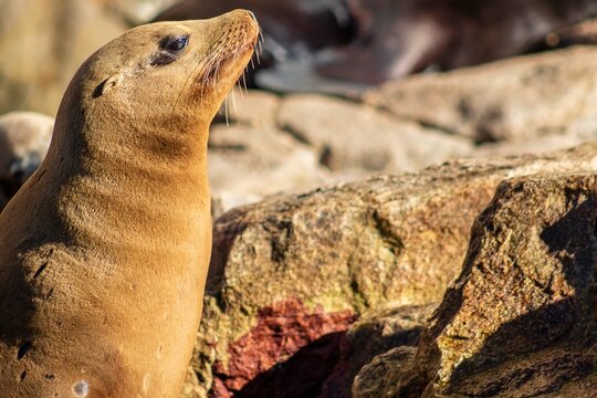 "León Marino" Images – Browse 1,192 Stock Photos, Vectors, and Video ...