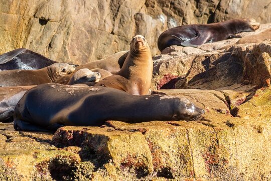 "León Marino" Images – Browse 1,211 Stock Photos, Vectors, and Video ...