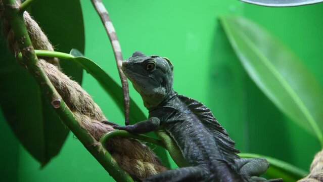 "Green Basilisk" Images – Browse 1,452 Stock Photos, Vectors, and Video ...