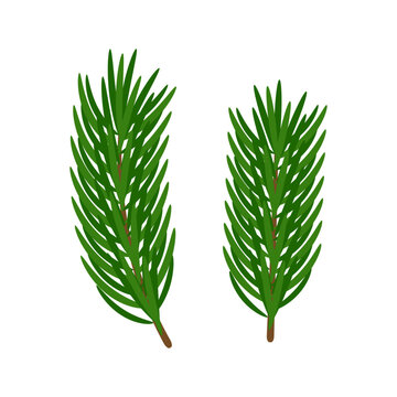 Pine Tree Leaves Vector
