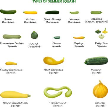 Types Of Squash Chart