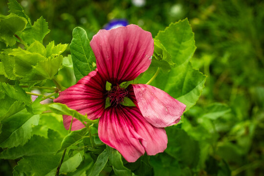 Malope Trifida