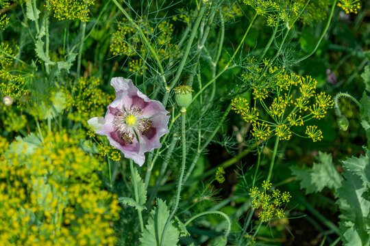 "Opium Billeder – Gennemse 34,947 stockfotos, vektorer og videoer ...
