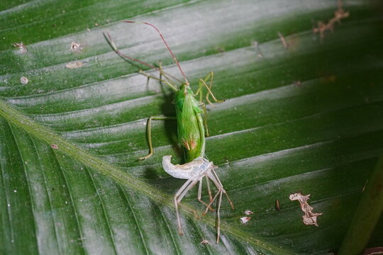 "Natural Enemies" Images – Browse 1,512 Stock Photos, Vectors, and ...