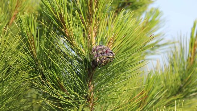 "Pinus Sibirica" Images – Browse 3,056 Stock Photos, Vectors, and Video ...