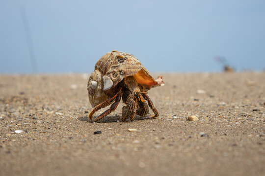 Hermit Crab Funny Shell