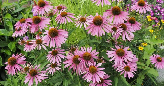 Ligulate Images – Browse 141 Stock Photos, Vectors, and Video | Adobe Stock