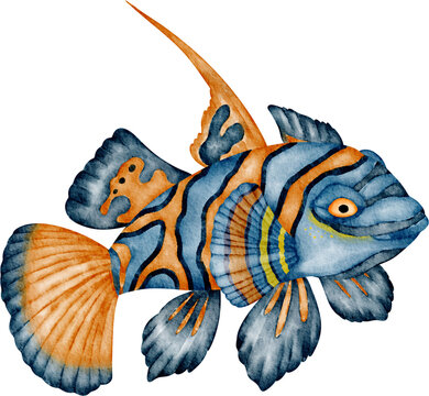 Mandarin Fish Drawing