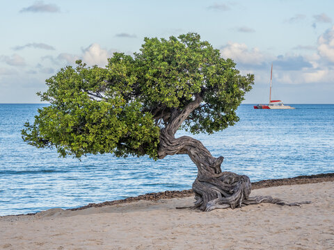 รูปภาพDivi-Divi-Tree – เลือกดูภาพถ่ายสต็อก เวกเตอร์ และวิดีโอ71 | Adobe ...