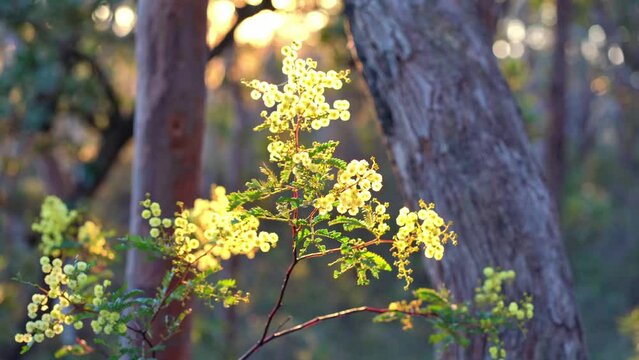 "Golden Wattle" Imagens – Procure 838 fotos, vetores e vídeos | Adobe Stock